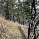 Chief Joseph Summit Trail, Oregon - 88 Reviews, Map | AllTrails