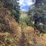 Chief Joseph Summit Trail, Oregon - 88 Reviews, Map | AllTrails