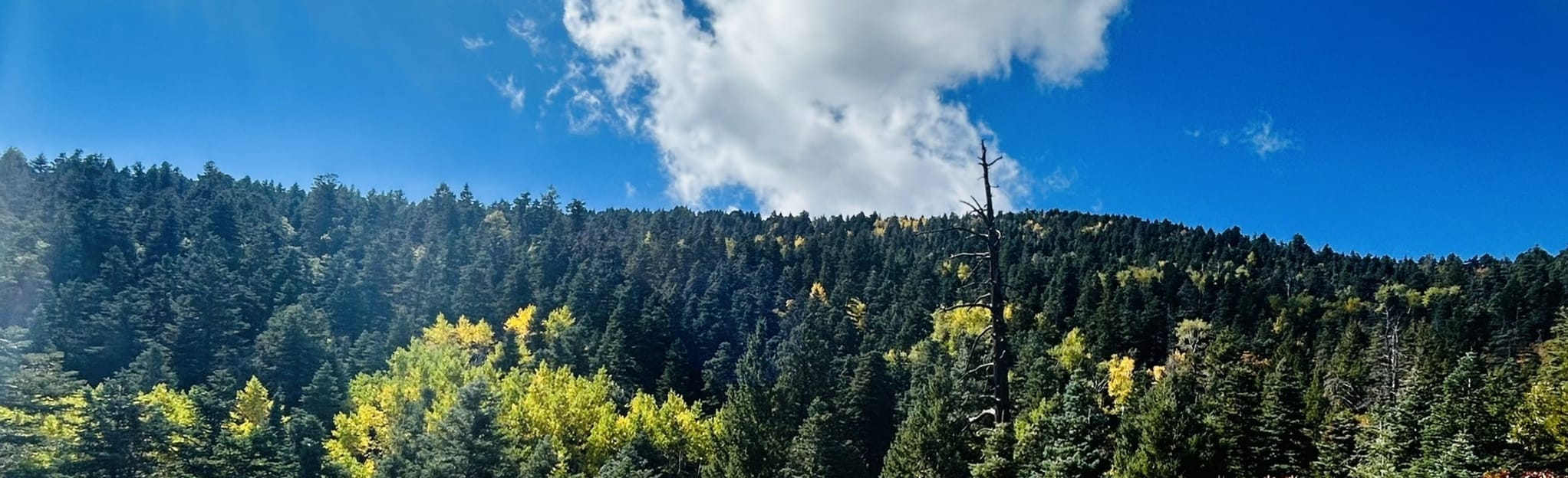 Tree Spring Trail to Pino Canyon Overlook, New Mexico - 1,357 Reviews ...