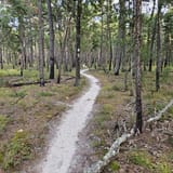 Batsto Lake Trail, New Jersey - 1,479 Reviews, Map | AllTrails