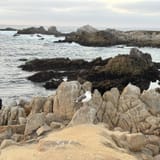 Asilomar State Beach and Coast Trail, California - 913 Reviews, Map ...