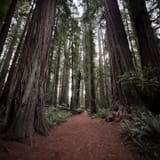 Stout Memorial Grove Trail, California - 2,261 Reviews, Map | AllTrails