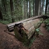 Stout Memorial Grove Trail, California - 2,261 Reviews, Map | AllTrails