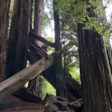 Stout Memorial Grove Trail, California - 2,261 Reviews, Map | AllTrails