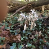 Red Byrd Arch, Kentucky - 265 Reviews, Map | AllTrails