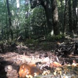 Red Byrd Arch, Kentucky - 265 Reviews, Map | AllTrails