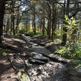 Mount Buckley via Clingmans Dome Bypass Trail, North Carolina - 886 ...