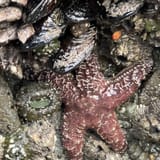 Second Beach, Washington - 1,606 Reviews, Map | AllTrails