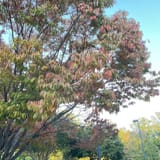 Deep Run Park Trails, Virginia - 1,306 Reviews, Map | AllTrails