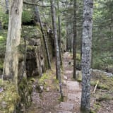 Little Harbor Brook Trail, Maine - 166 Reviews, Map | AllTrails