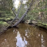 Little Harbor Brook Trail, Maine - 166 Reviews, Map | AllTrails