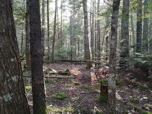 Best Hikes and Trails in Big Pokiok Nature Park | AllTrails