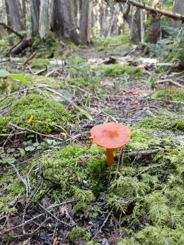 Best Hikes and Trails in Big Pokiok Nature Park | AllTrails