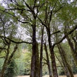 Madison Falls Trail, Washington - 1,553 Reviews, Map | AllTrails
