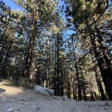 Mount Pinos Trail, California - 1,274 Reviews, Map | AllTrails