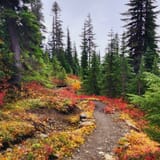 Excelsior Pass Trail, Washington - 570 Reviews, Map | AllTrails