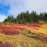 Excelsior Pass Trail, Washington - 579 Reviews, Map | AllTrails