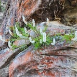 Fairy Bowers Falls Walk and Nicholas Pass, New South Wales, Australia ...