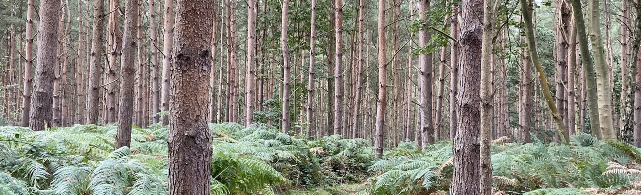 Tunstall Forest Circular, Suffolk, England - 21 Reviews, Map | AllTrails