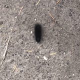 Packsaddle Lake, Idaho - 225 Reviews, Map | AllTrails