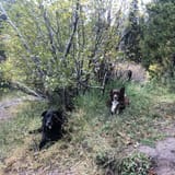 Packsaddle Lake, Idaho - 225 Reviews, Map | AllTrails