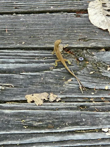 Best Hikes and Trails in Bluebonnet Swamp Nature Center | AllTrails