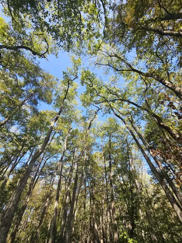 Best Hikes and Trails in Bluebonnet Swamp Nature Center | AllTrails