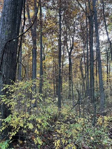 Best Hikes and Trails in Spring Lake Woods and Bog - Acres Land Trust ...