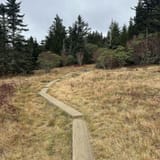 Andrews Bald Trail, North Carolina - 2,325 Reviews, Map | AllTrails