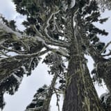 Umbrella and Sahale Falls Loop, Oregon - 1,780 Reviews, Map | AllTrails