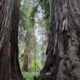 Simpson-Reed Trail, California - 998 Reviews, Map | AllTrails