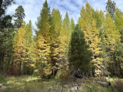 Best Hikes and Trails in Metolius Preserve | AllTrails