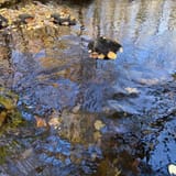 Cascade Falls Loop Trail, Massachusetts - 819 Reviews, Map | AllTrails