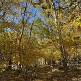 Lewis Spring Falls Trail, Virginia - 1,295 Reviews, Map | AllTrails