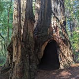 Tall Trees Grove Loop Trail, California - 2,045 Reviews, Map | AllTrails