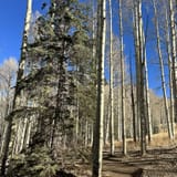 Aspen Nature Loop, Arizona - 2,035 Reviews, Map | AllTrails