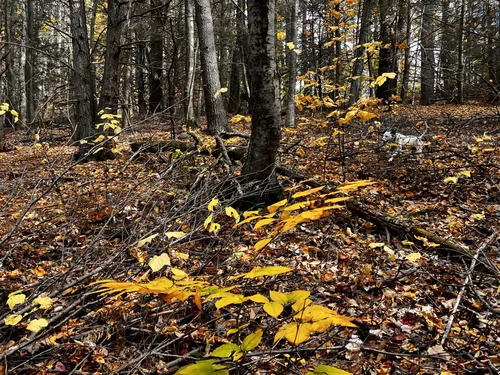 Best Hikes and Trails in Harvard Forest | AllTrails