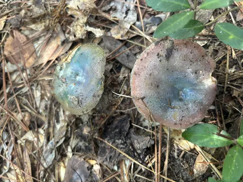 Best Hikes and Trails in Double Lake Recreation Area | AllTrails