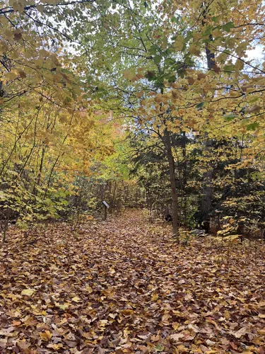 Best Hikes and Trails in Maple Bay Natural Area | AllTrails