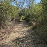 Tickfaw State Park River Trail, Louisiana - 136 Reviews, Map | AllTrails