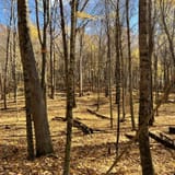 Luton Park Trail, Michigan - 1,427 Reviews, Map | AllTrails