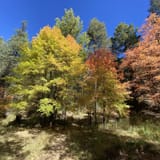 Bear Wallow Spring, Arizona - 391 Reviews, Map | AllTrails