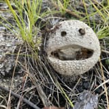 Batsto Lake Trail, New Jersey - 1,500 Reviews, Map | AllTrails