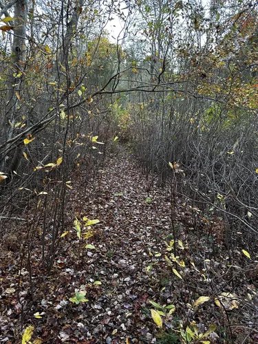 Best Hikes and Trails in River Bend Conservation Area | AllTrails