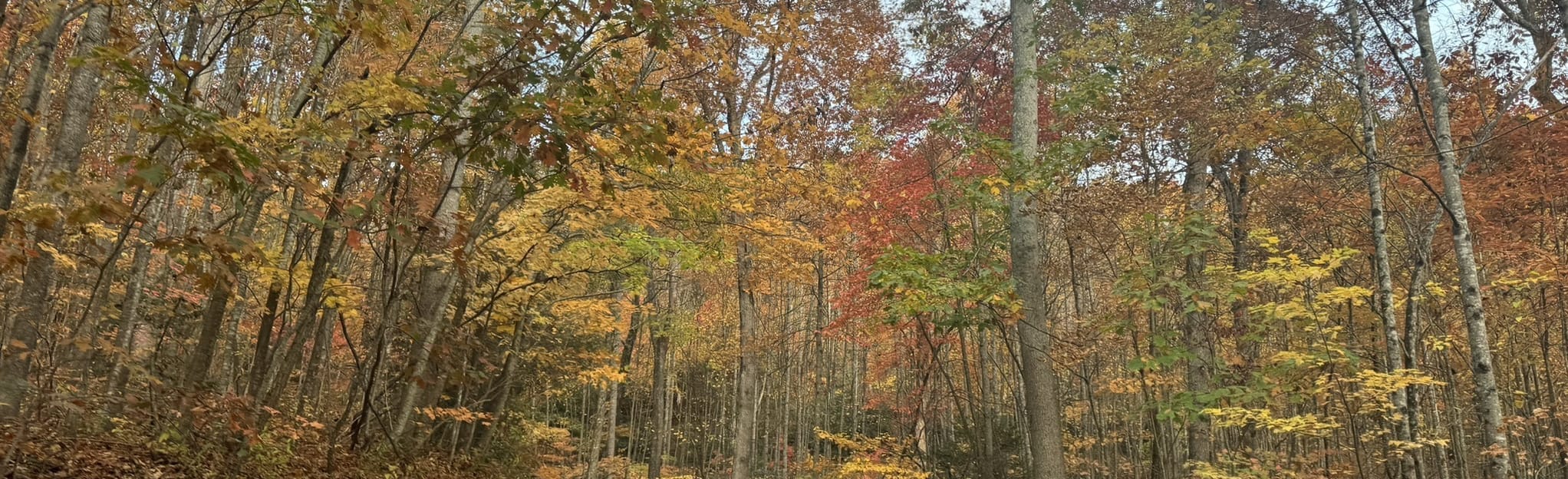 Trace Ridge and Wash Creek Loop Trail, North Carolina - 43 Reviews, Map ...