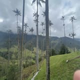 Cocora Valley Loop, Quindío, Colombia - 201 Reviews, Map | AllTrails