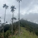 Cocora Valley Loop, Quindío, Colombia - 201 Reviews, Map | AllTrails