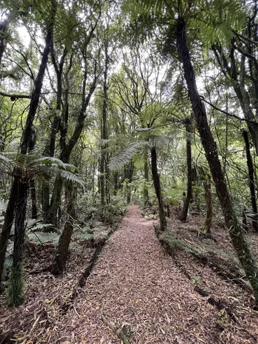 Best Forest Trails in Pukeatua | AllTrails