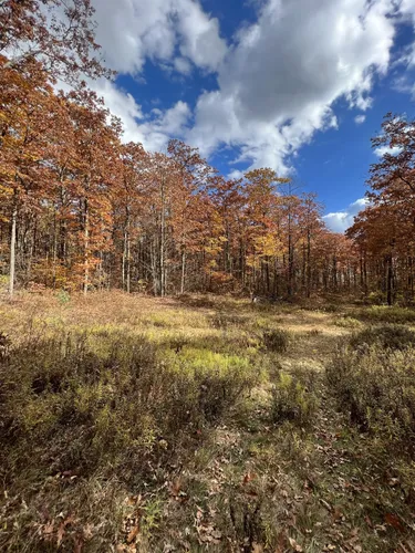 10 Best Hikes and Trails in Tioga State Forest | AllTrails