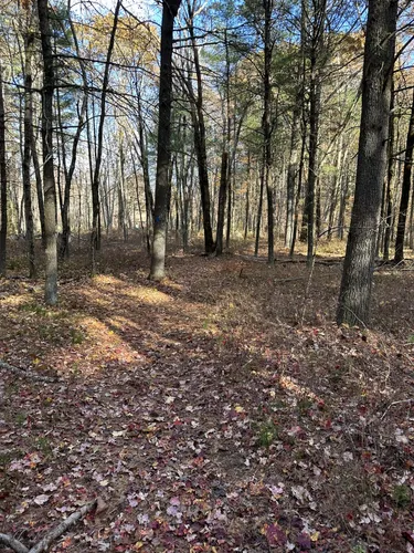 Best Trail Running Trails in Upton State Forest | AllTrails